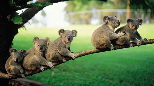 Como Sao Os Coalas Austrália: Coalas Podem Vir A Ser Classificados