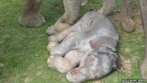Embrión De Elefante Lo Mejor En La Categoría «Elephant Embryo» De