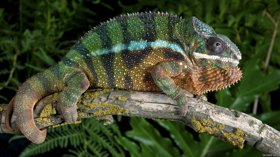 El espectacular mundo psicodélico de los bichos raros | Acento