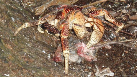 O Caranguejo Gigante Do Coco