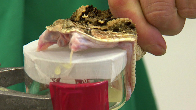Venin De Serpent Les Vertus Antidouleur Inattendues Du Redoutable