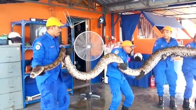 Maior Cobra Do Mundo