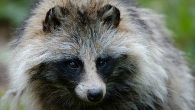 Perro Tanuki
